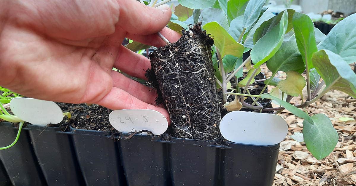 What you should know about using “Root-Trainers” – The Farm Dream