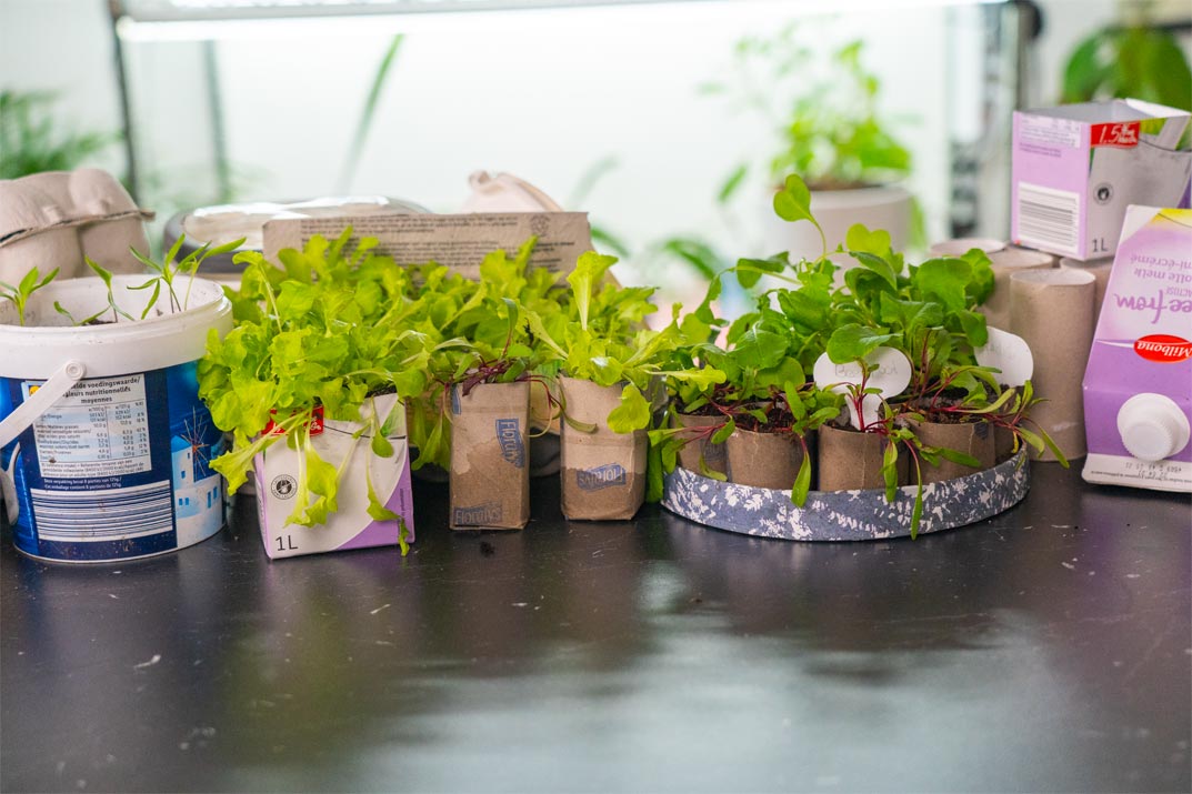How to Start Seeds Indoors Using Household Items: A Sustainable Garden ...