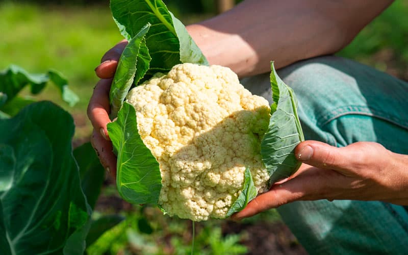Cauliflower – Everything you need to know – The Farm Dream