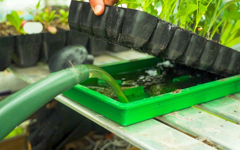 How To Use a Bottom Water Tray – The Farm Dream