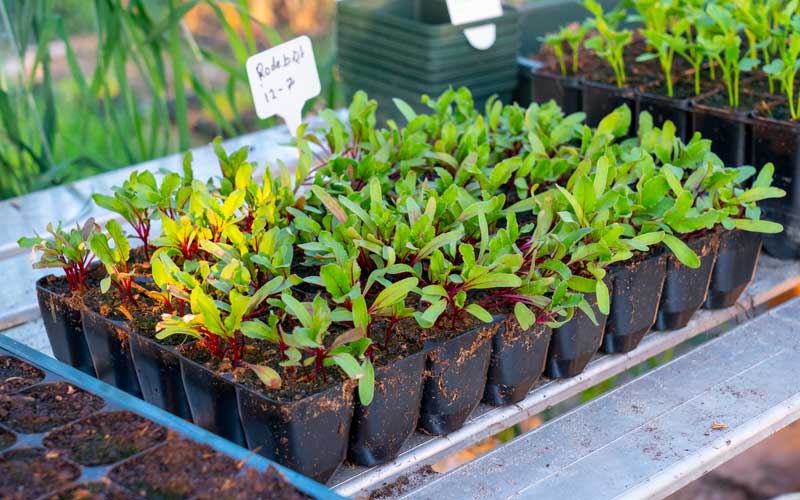 Essentiële zaaitrays voor groenten – The Farm Dream
