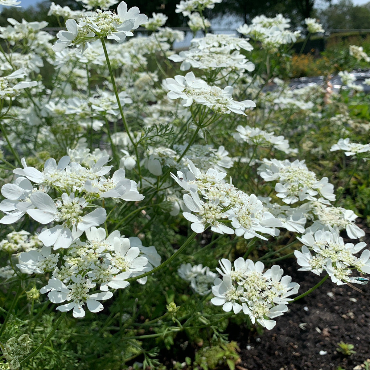 Lace Flower Seeds for Beautiful Gardens - The Farm Dream