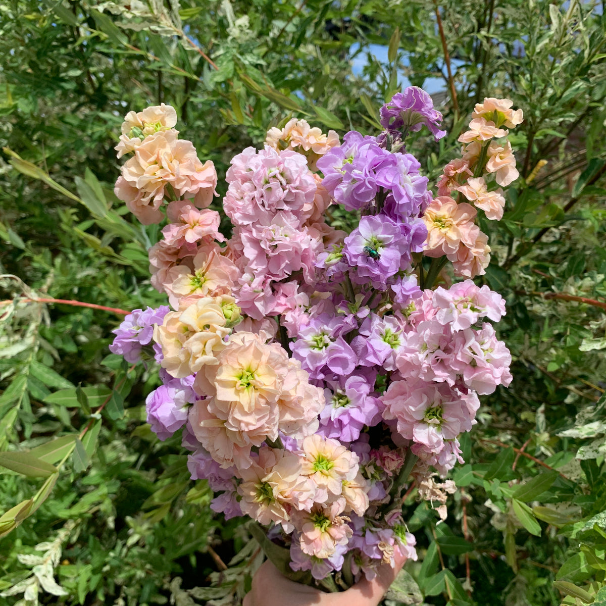 Stock (Matthiola) Seeds for Scented Gardens - The Farm Dream