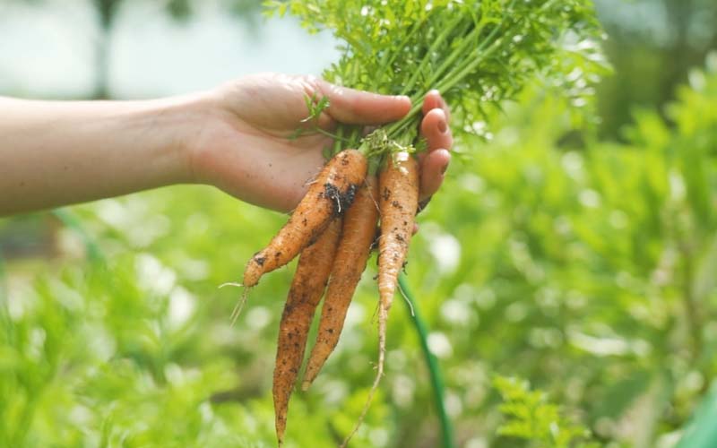 Root and bulb / tuber crops – The Farm Dream