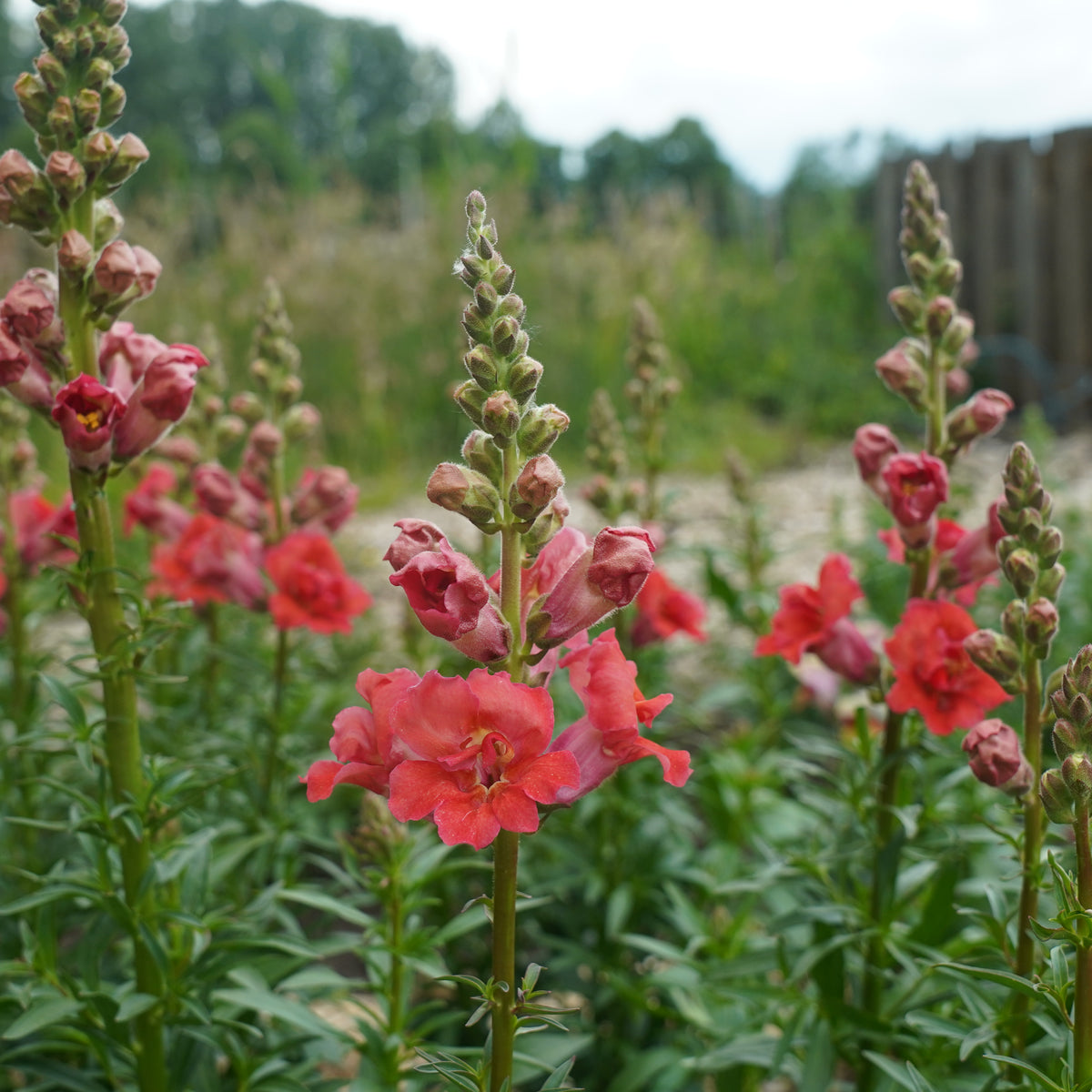 Premium Snapdragon Seeds for Vibrant Gardens - The Farm Dream