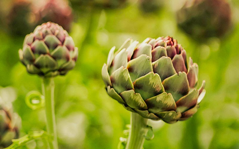 Stem crops – The Farm Dream