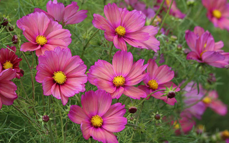 Discover High-Quality Cosmos Flower Seeds at The Farm Dream
