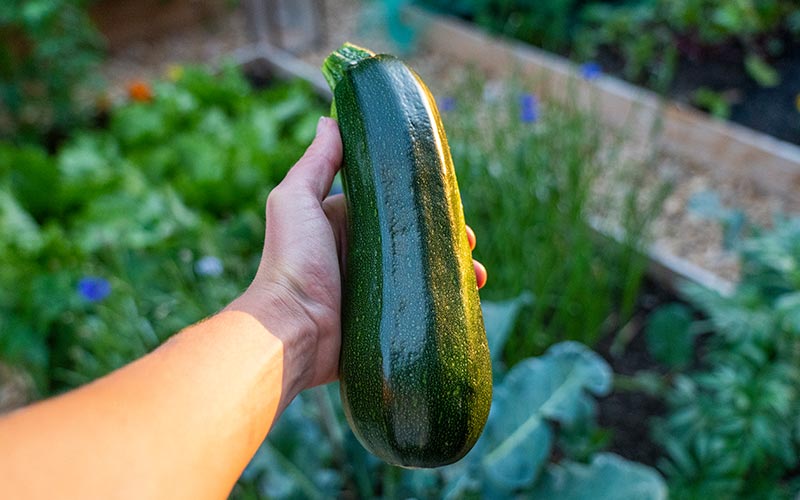 Climbing courgette Black Forest: High Yield, Vertical Gardening – The ...