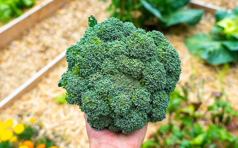 Broccoli - Marathon F1: High Vitamin, Continuous Harvest, Easy Growing ...