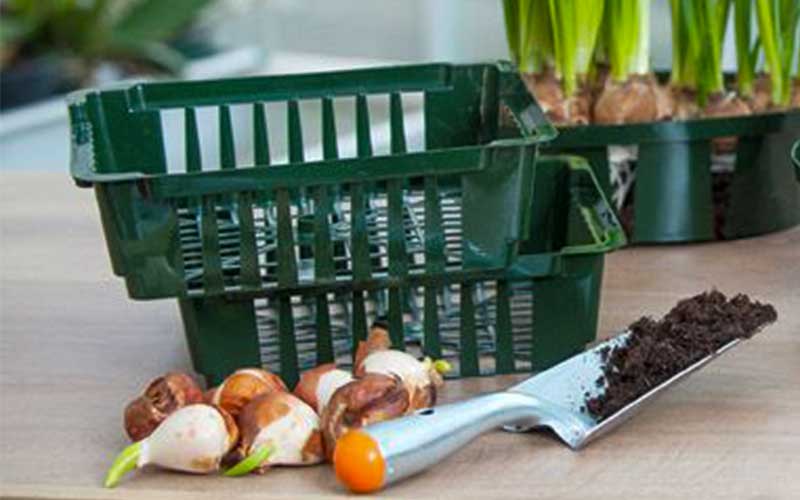 Large Flower Bulb Planting Basket - 25 x 21 cm (Pack of 3) – The Farm Dream