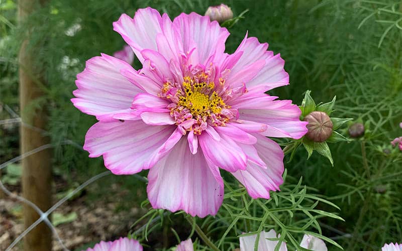 Stunning Double Click Pink Cosmos Seeds for Elegant Gardens – The Farm ...