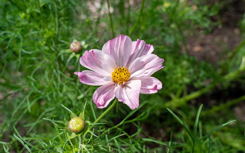 Elegant Cosmos Rosetta Seeds for a Charming Garden – The Farm Dream