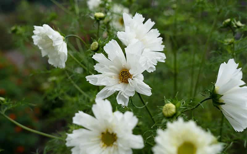 Stunning Cosmos Snow Puff Seeds for Fluffy White Blooms – The Farm Dream
