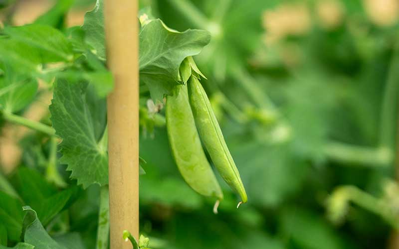 Delikett Sugar Snaps - Sweet, Versatile, and Easy to Grow – The Farm Dream