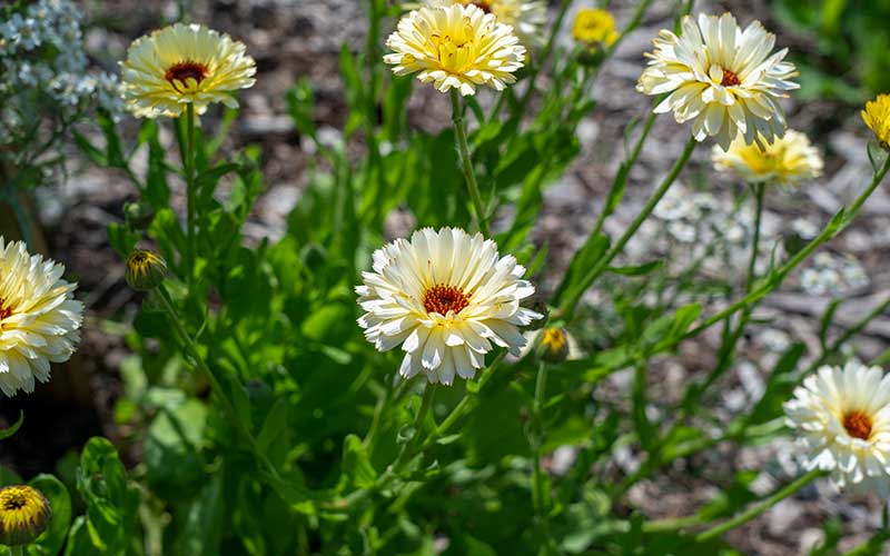 Grow Calendula 'Ivory Princess' – Elegant Creamy White Blooms – The ...