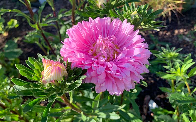 Chinese Aster king size Pink 100 seeds