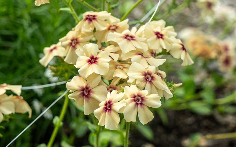 Prachtige Cherry Caramel Phlox-zaden voor prachtige tuinen – The Farm Dream