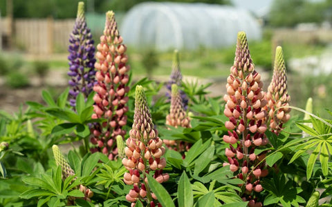 Essentiële zaaitrays voor bloemen – The Farm Dream
