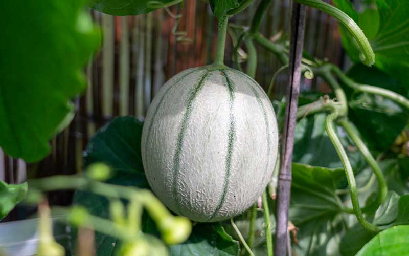 Charentais French Heirloom Melon Seeds | Sweet and Delicate Melons ...