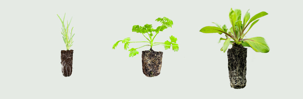 Essentiële zaaitrays voor bloemen – The Farm Dream