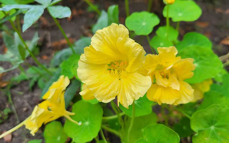 Lemon Yellow Primrose Nasturtium Seeds for Garden and Balcony – The ...