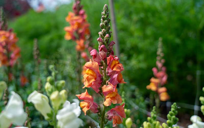 Grow Vibrant Orange Snapdragon Seeds for Beautiful Summer Gardens – The ...