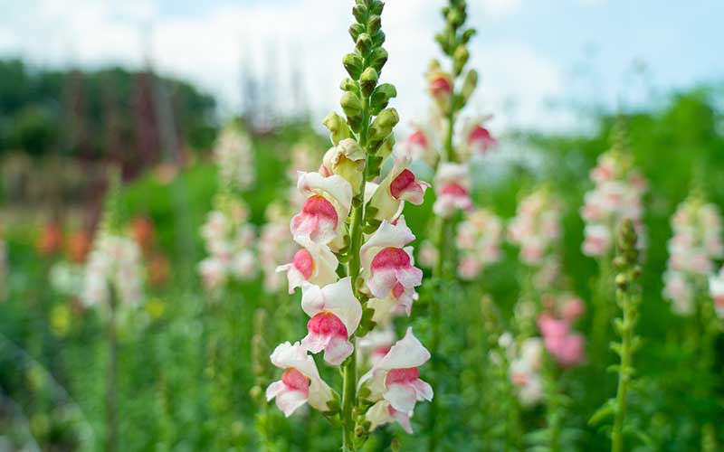 Appleblossom – Elegant Two-Toned Snapdragons for Stunning Bouquets ...