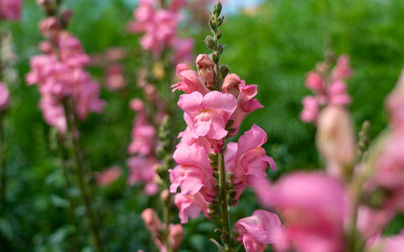 Grow Soft Pink Snapdragons for Stunning Bouquets – The Farm Dream