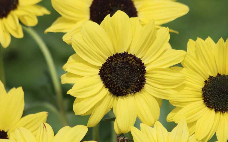 Helianthus debilis Soluna Lemon: Ideale strandzonnebloem voor boeketten ...