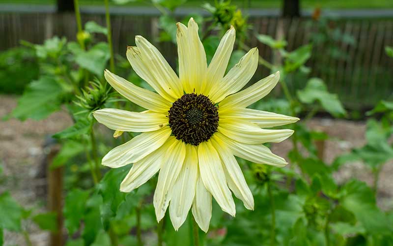 Elegant Italian White Beach Sunflower Seeds for Easy Growing – The Farm ...